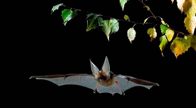 Chester Zoo champions local communities to save UK wildlife - About ...