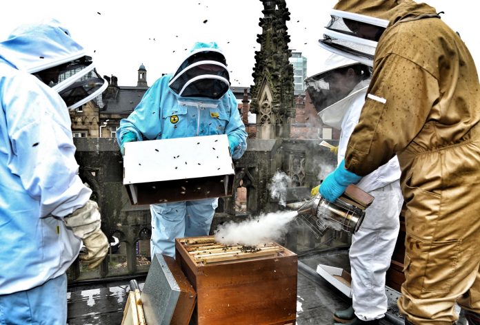 On a wing and a prayer :Manchester Bee Cam installed on Cathedral Roof ...