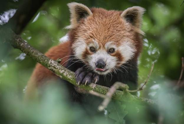 A colourful red panda has made an adorable debut at Chester Zoo ...