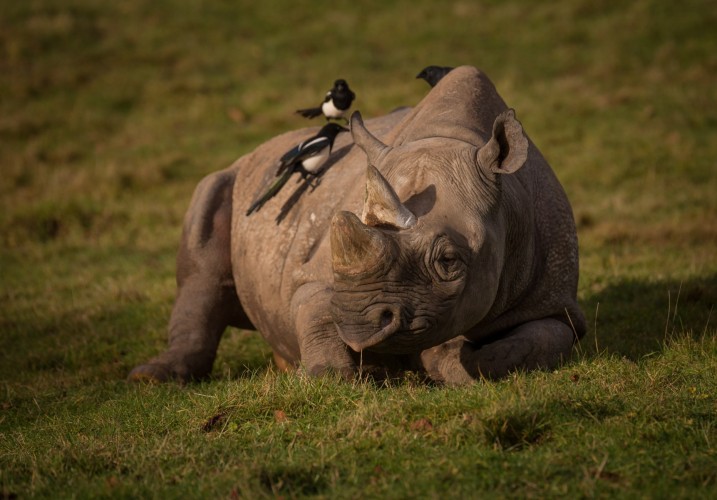 University of Manchester and Chester Zoo join forces to fight global ...