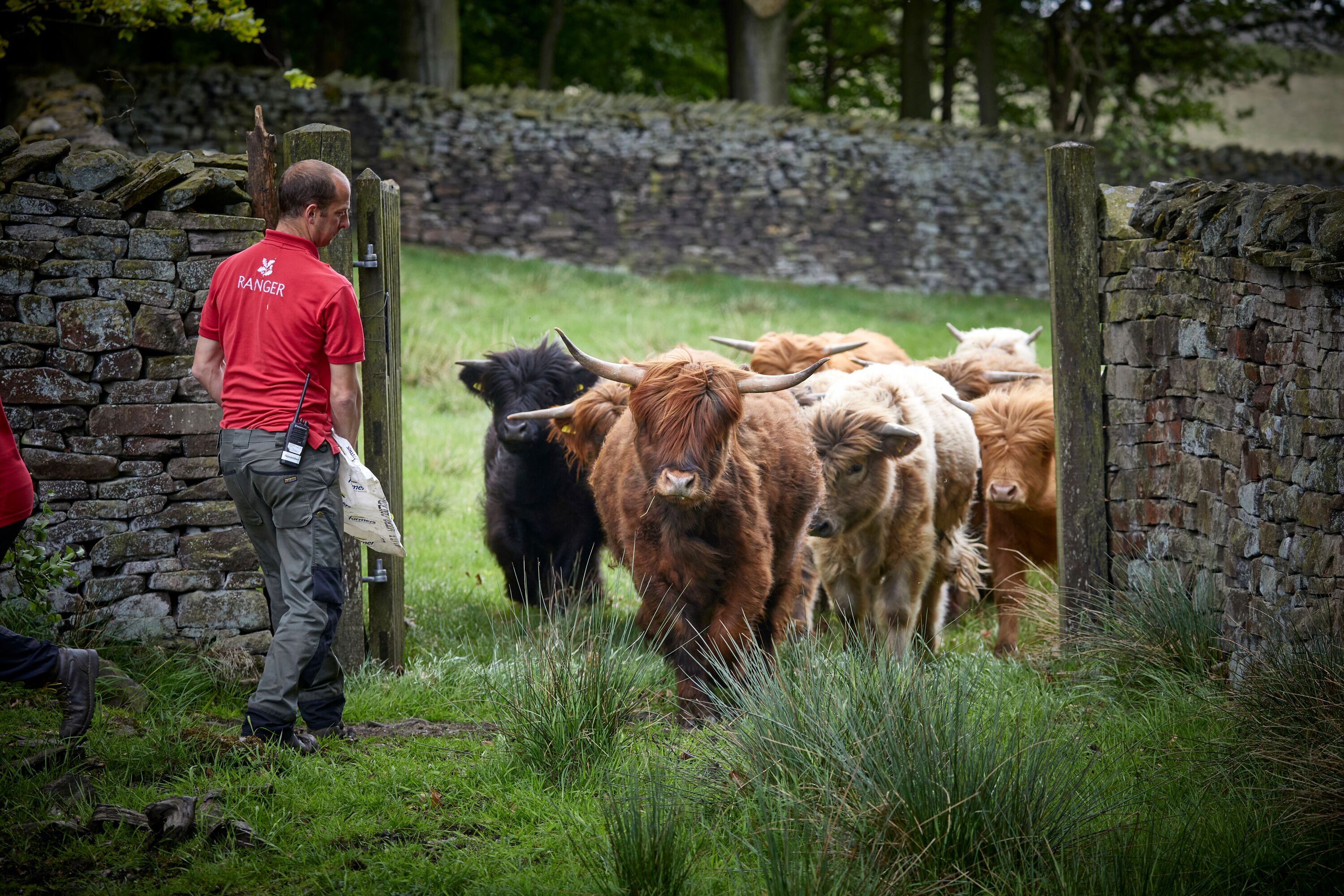 Moo-ving on down – Scottish cattle come to Lyme - About Manchester