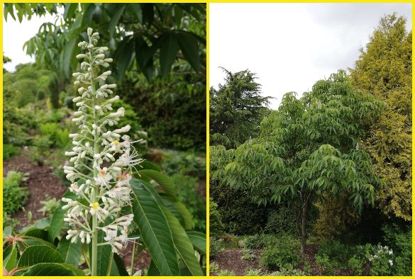 Rare Vietnamese tree blooms for first time at Ness Gardens - About ...