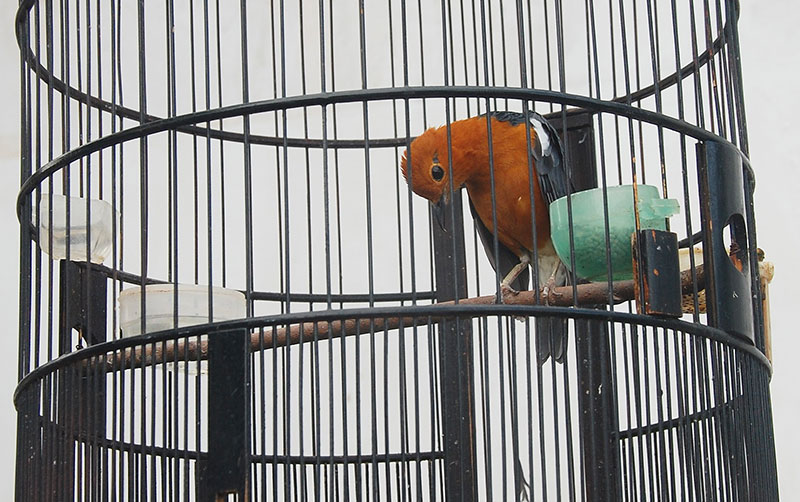 Manchester researcher finds Asian songbird crisis- more birds could be ...