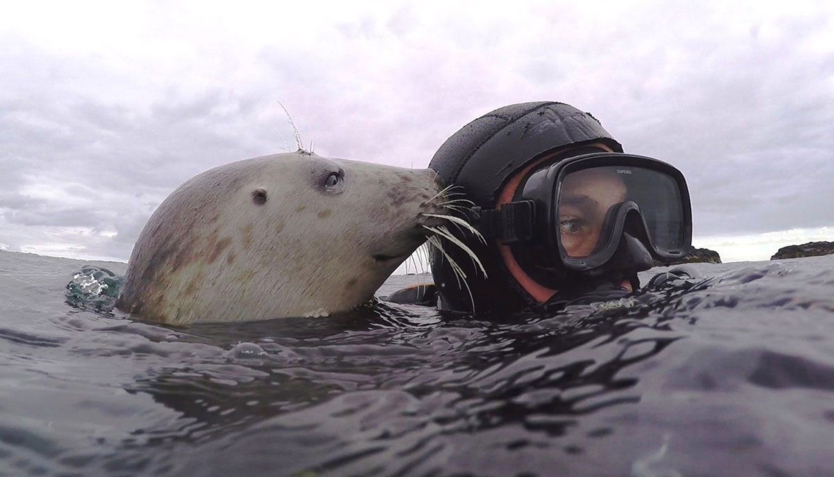 Grey seals discovered clapping underwater to communicate - About Manchester