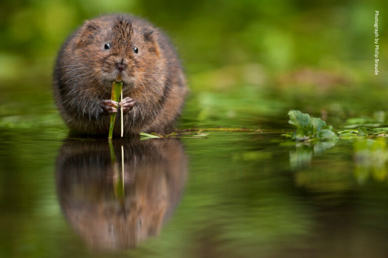One quarter of native mammals now at risk of extinction in Britain ...