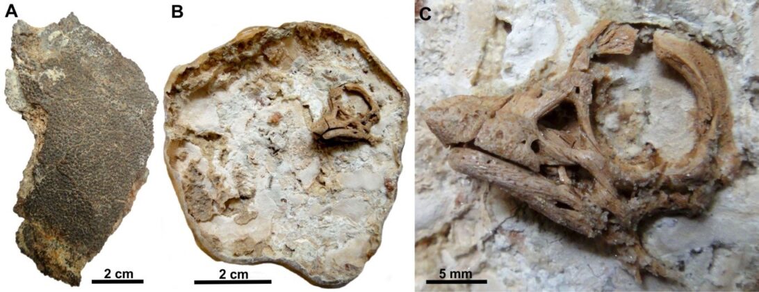 Newly discovered rare dinosaur embryos show sauropods had rhino-like ...
