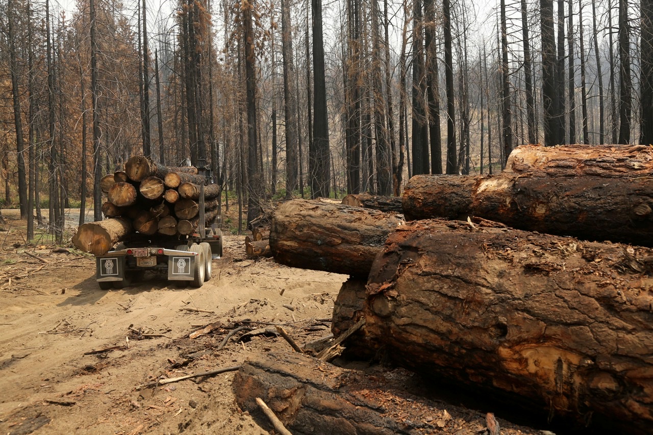 Leaders make landmark pledge to end deforestation by 2030 at COP26 ...