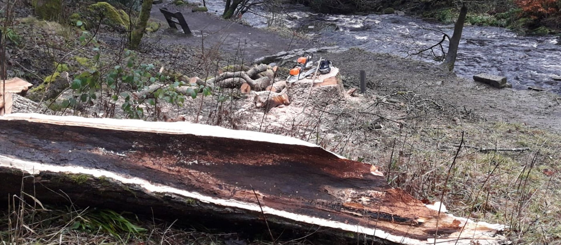 British trees are under threat from an increase in the severity and ...