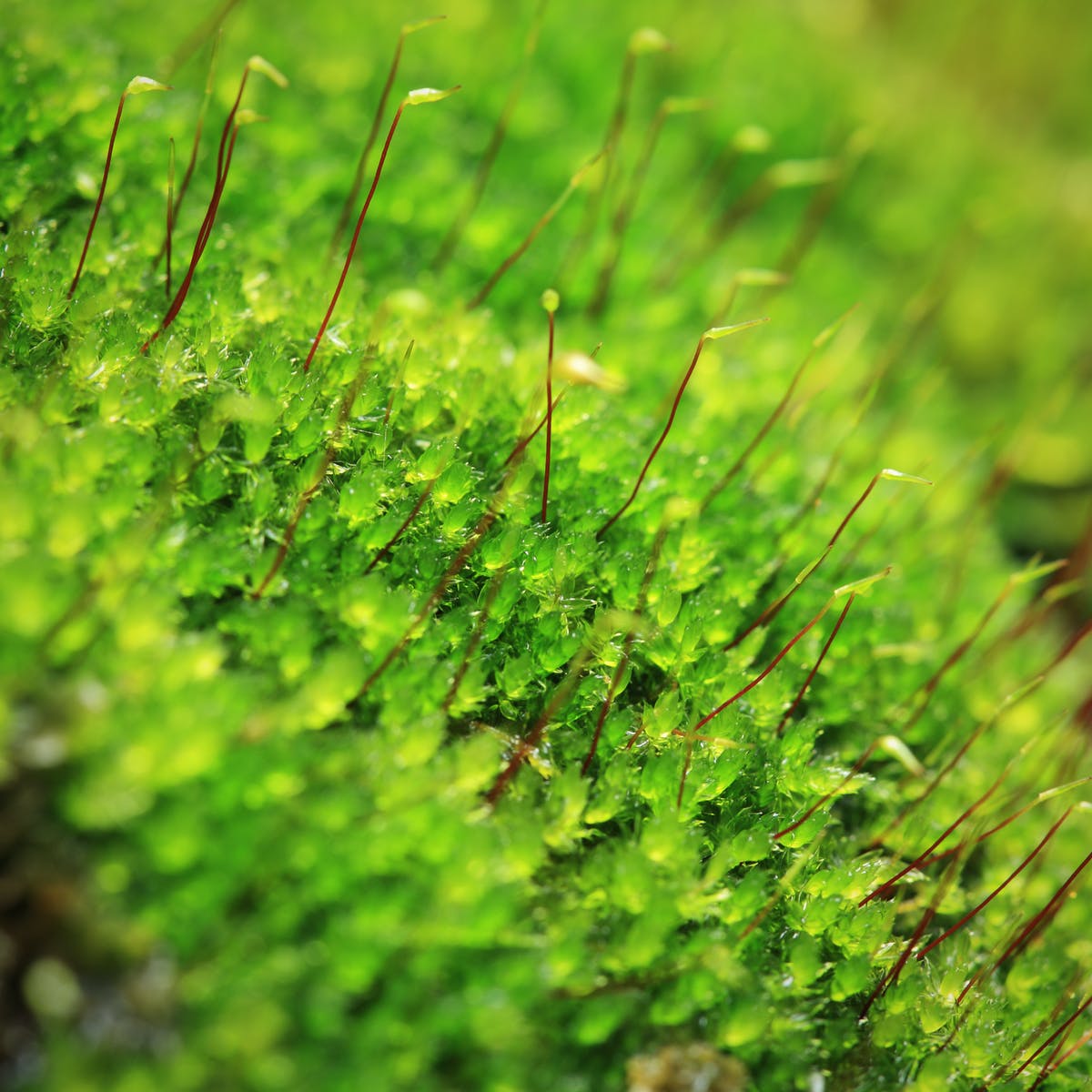 Scientists discover how plants evolved to colonise land over 500 ...