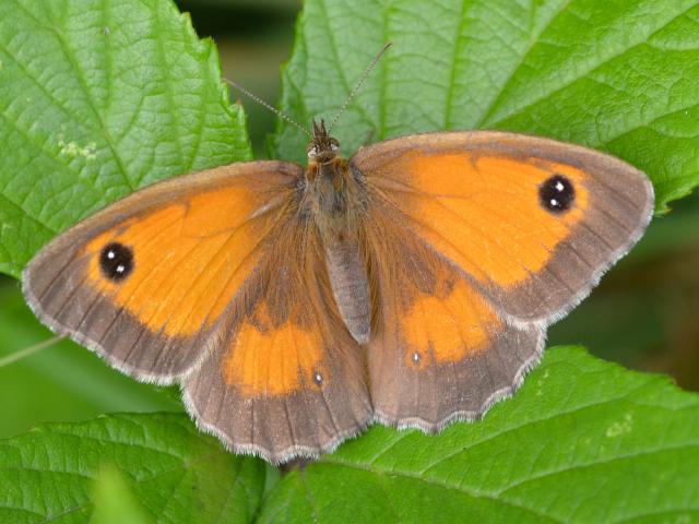 Big Butterfly Count saw some species flourish this summer, but numbers ...
