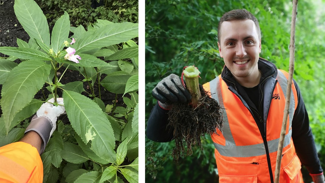 Volunteers help stop one of UK’s most invasive plants at Stockport ...
