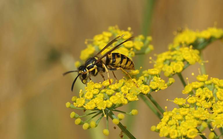 Citizen scientists reveal how the common wasp spreads across UK - About ...