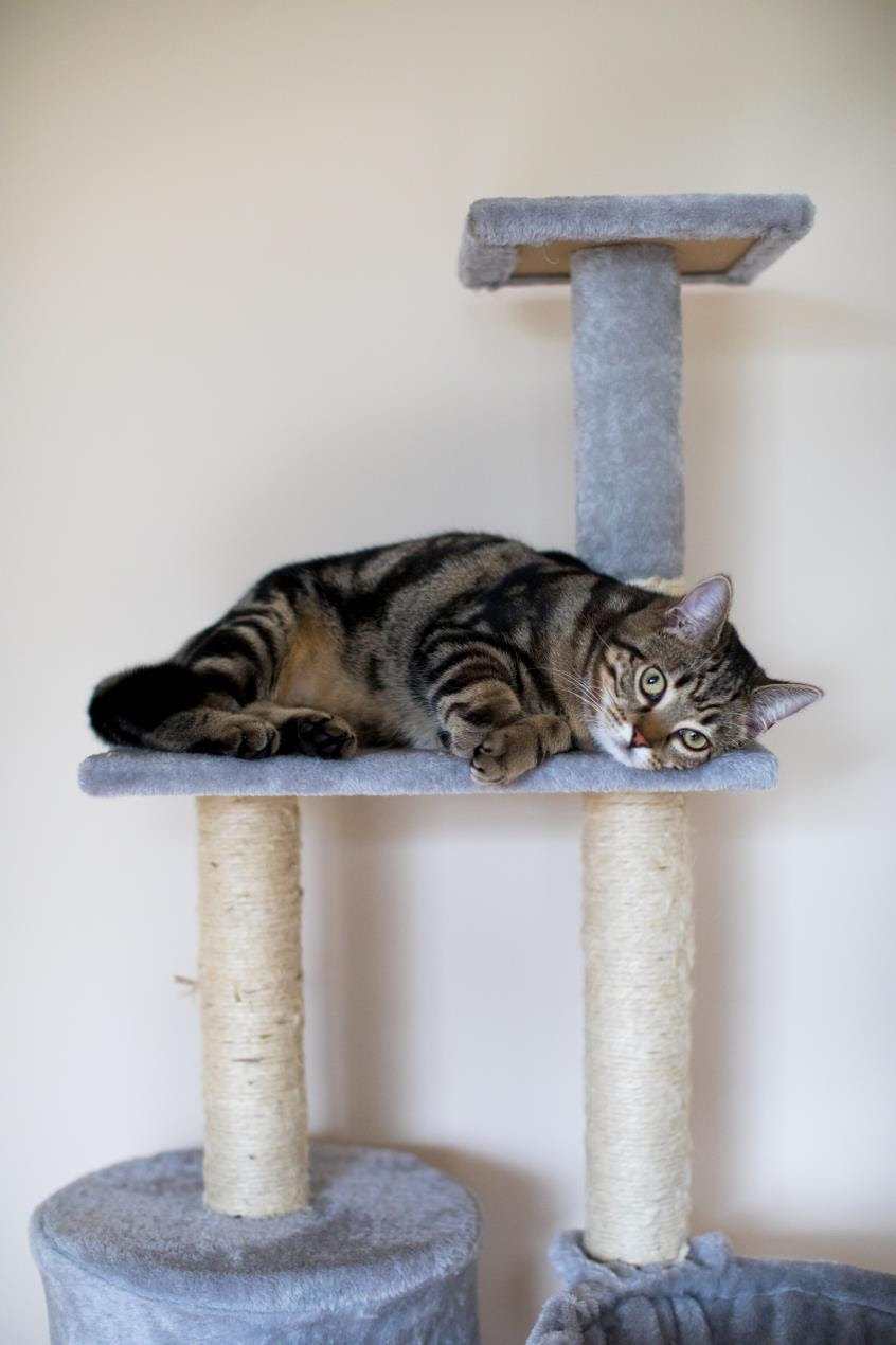 Cats Protection in need of volunteers at new North Manchester site ...