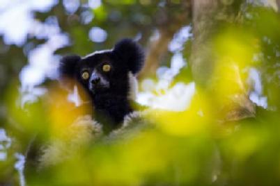They like to move it move it! Lemur communication shows how humans ...