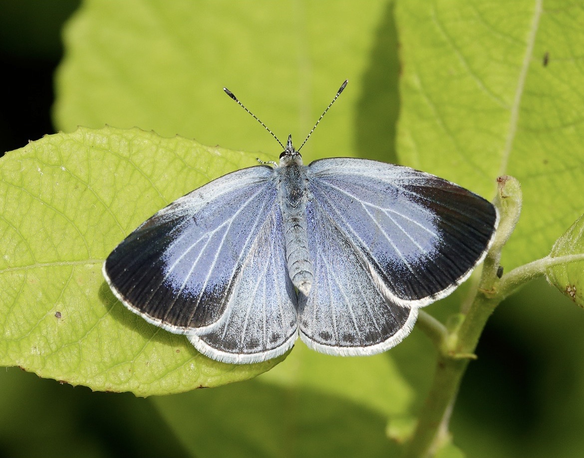 Butterflies on the Move: Scientists Call on Public to Help Track Spread ...